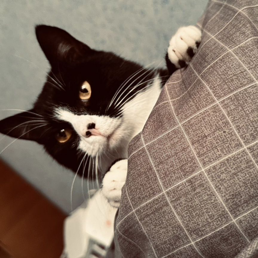 Котик в добрые руки