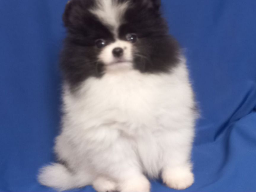 Шпиц мальчик