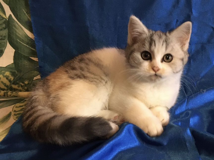 Котенок скоттиш страйт девочка
