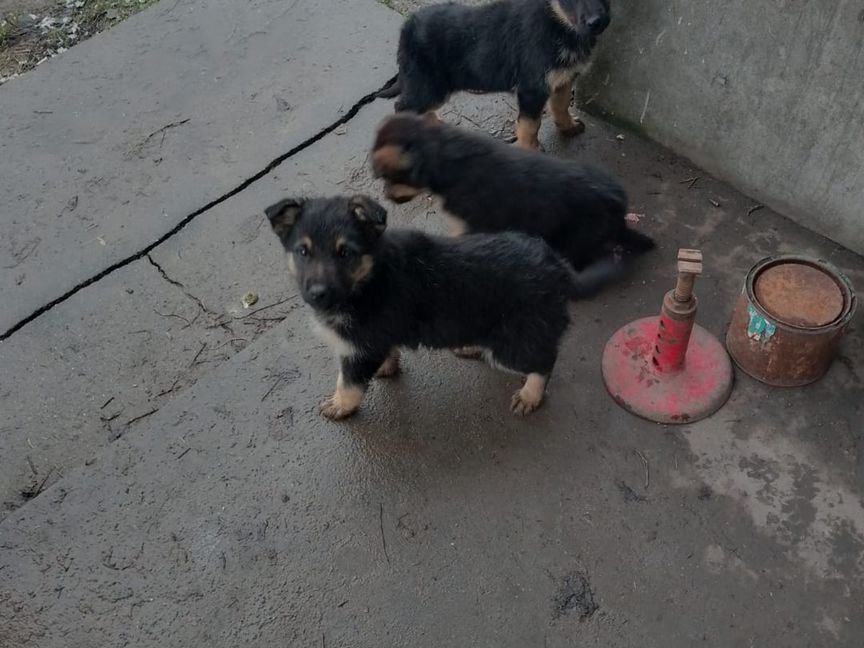 Щенки немецкой овчарки