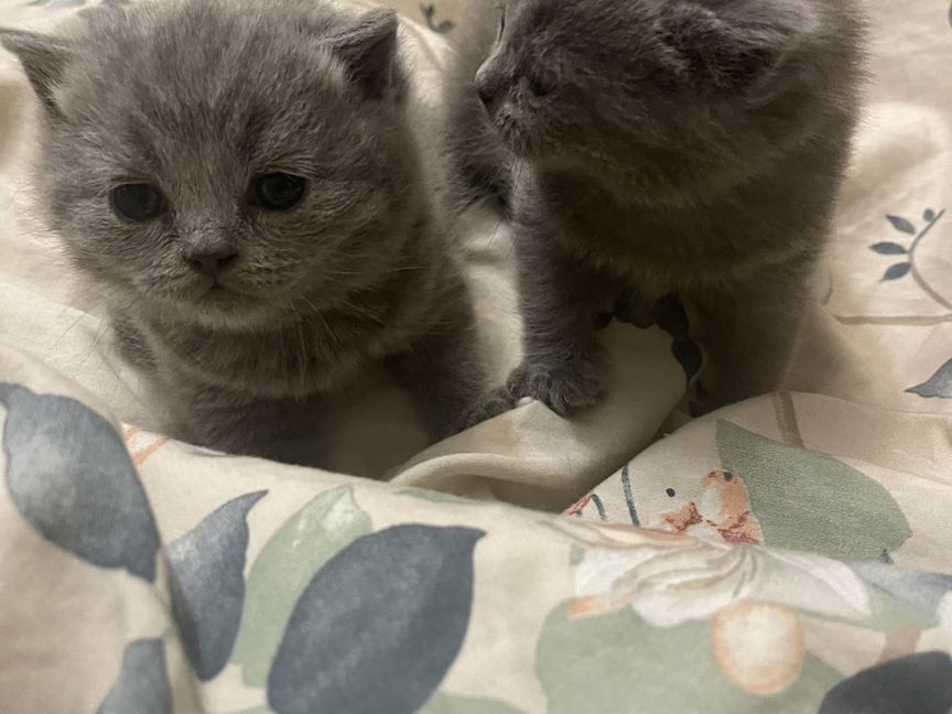 Котята вислоухие шотландские