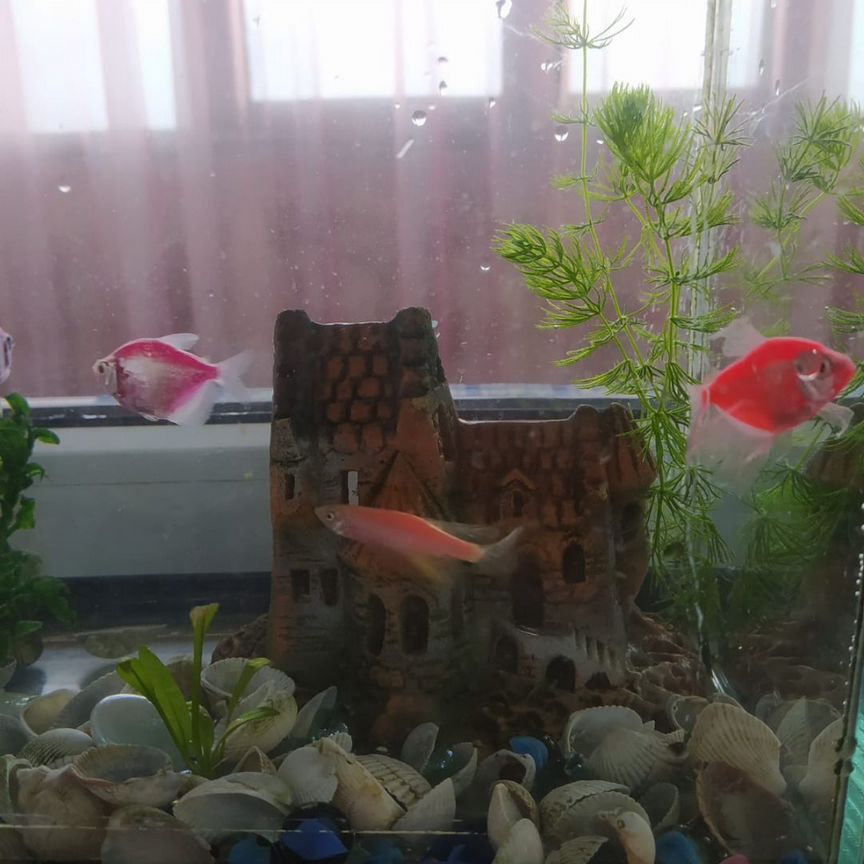 Аквариум с рыбками