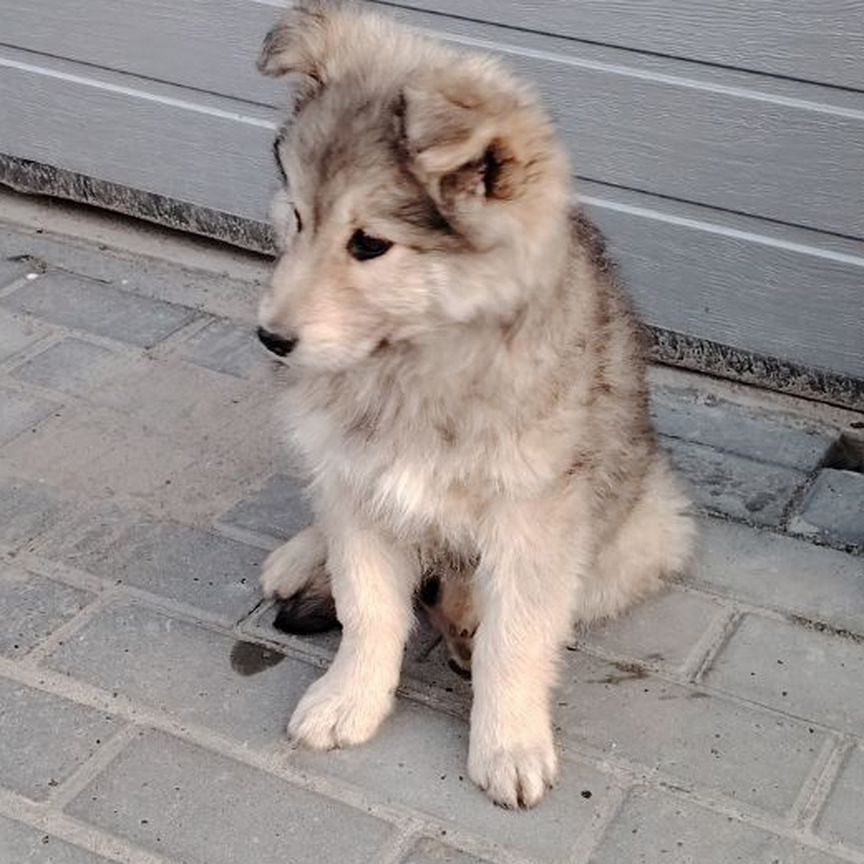Собака в добрые руки щенок