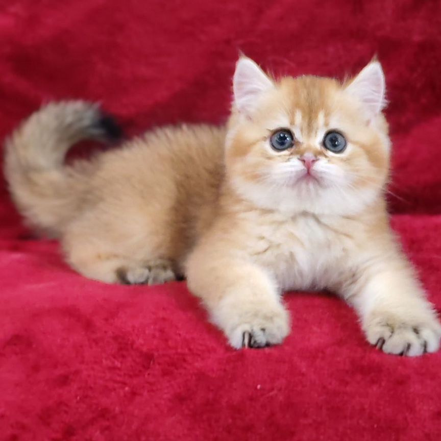 Шотландские котята