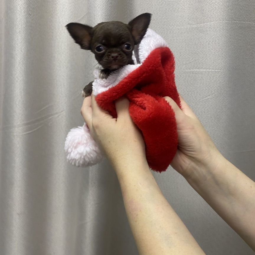 Чихуахуа, щенок