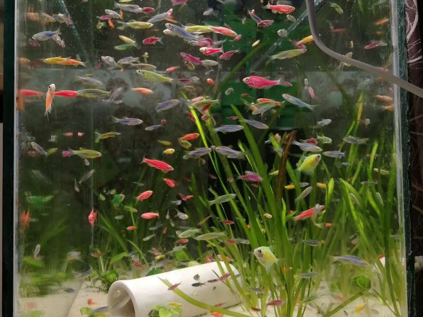 Рыбки данио. Аквариумные рыбы