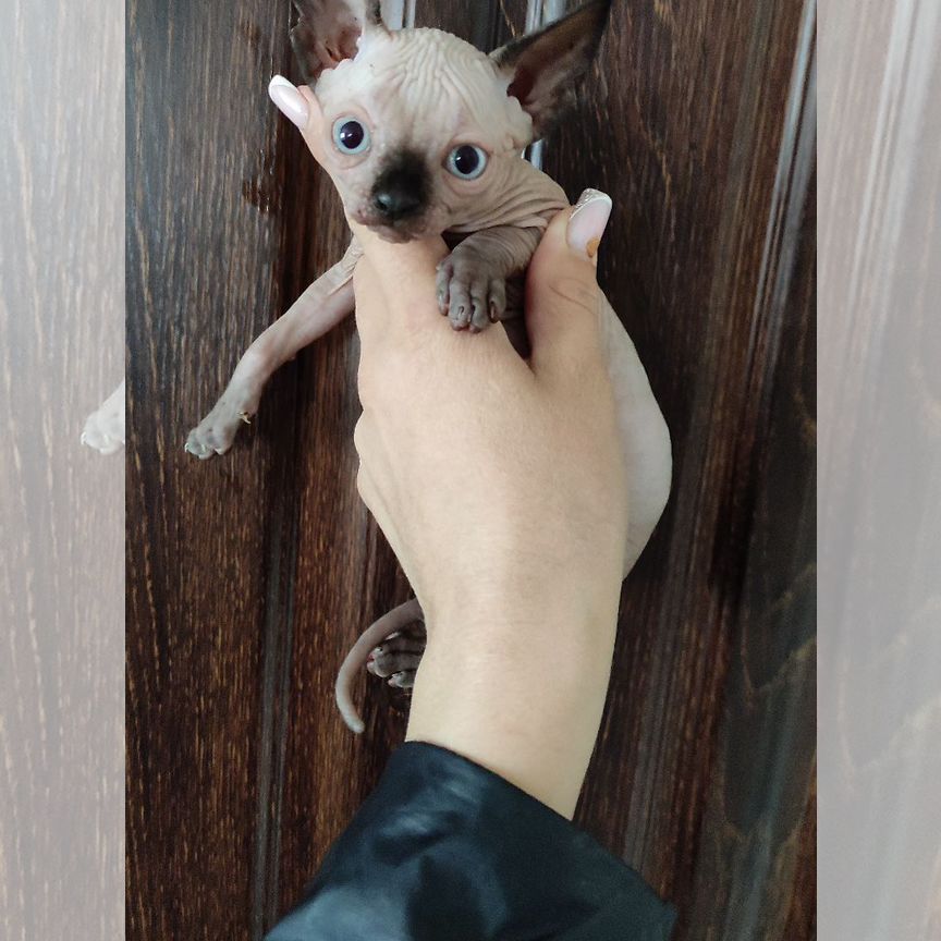 Канадский сфинкс котенок