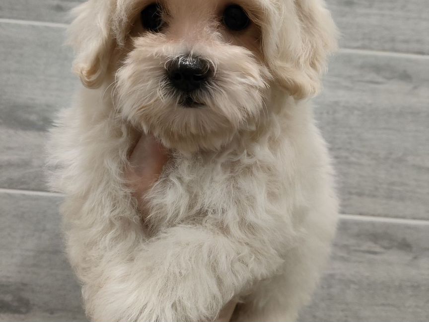 Мальтипу f1 mini (девочка)