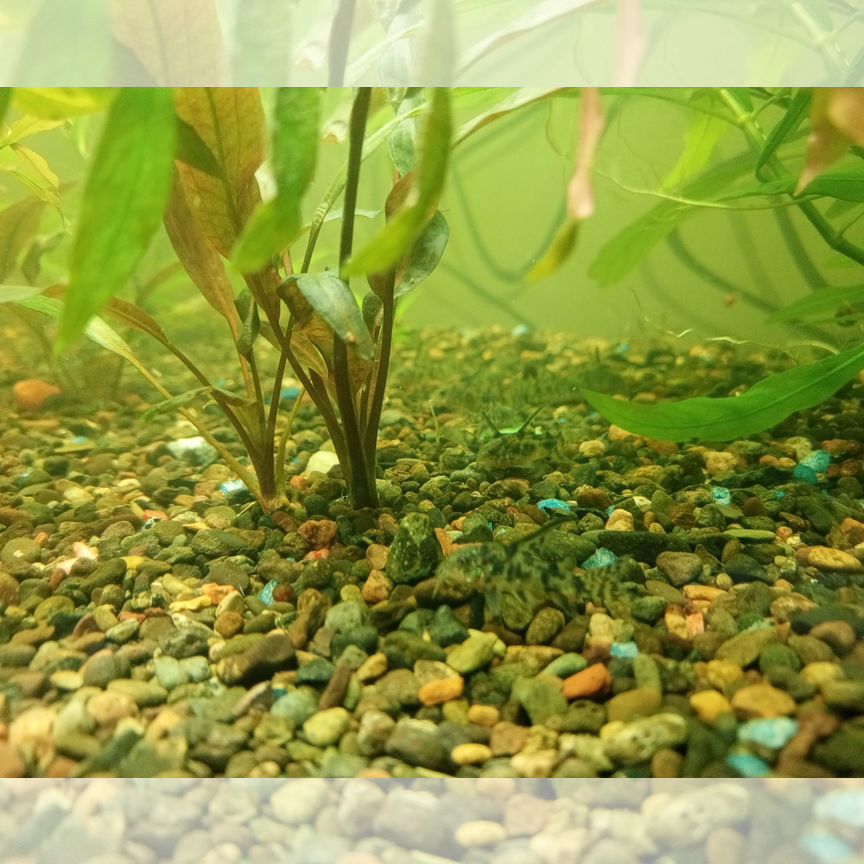 Аквариумные рыбки сомики