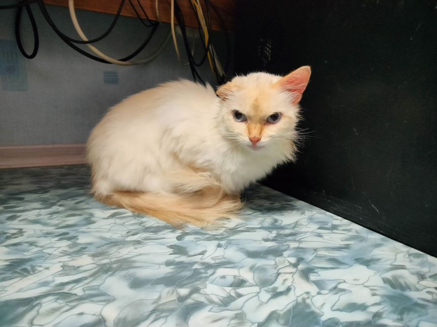 В добрые руки