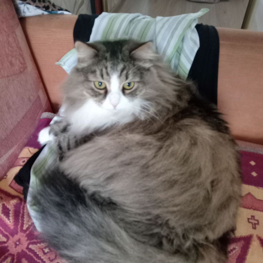 Котики бесплатно в самые добрые руки