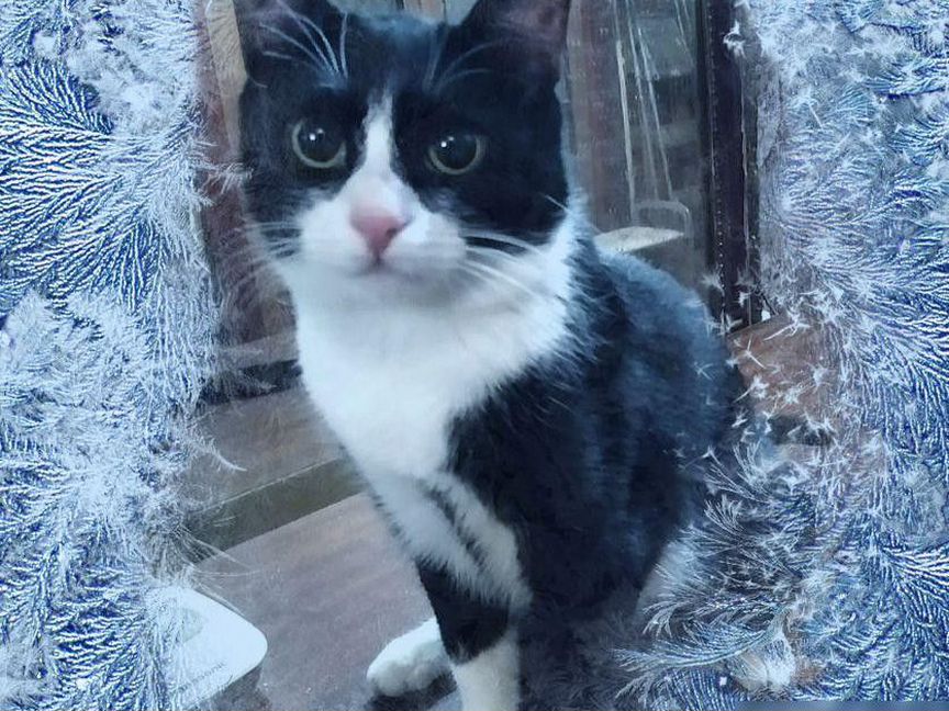 Черный котенок
