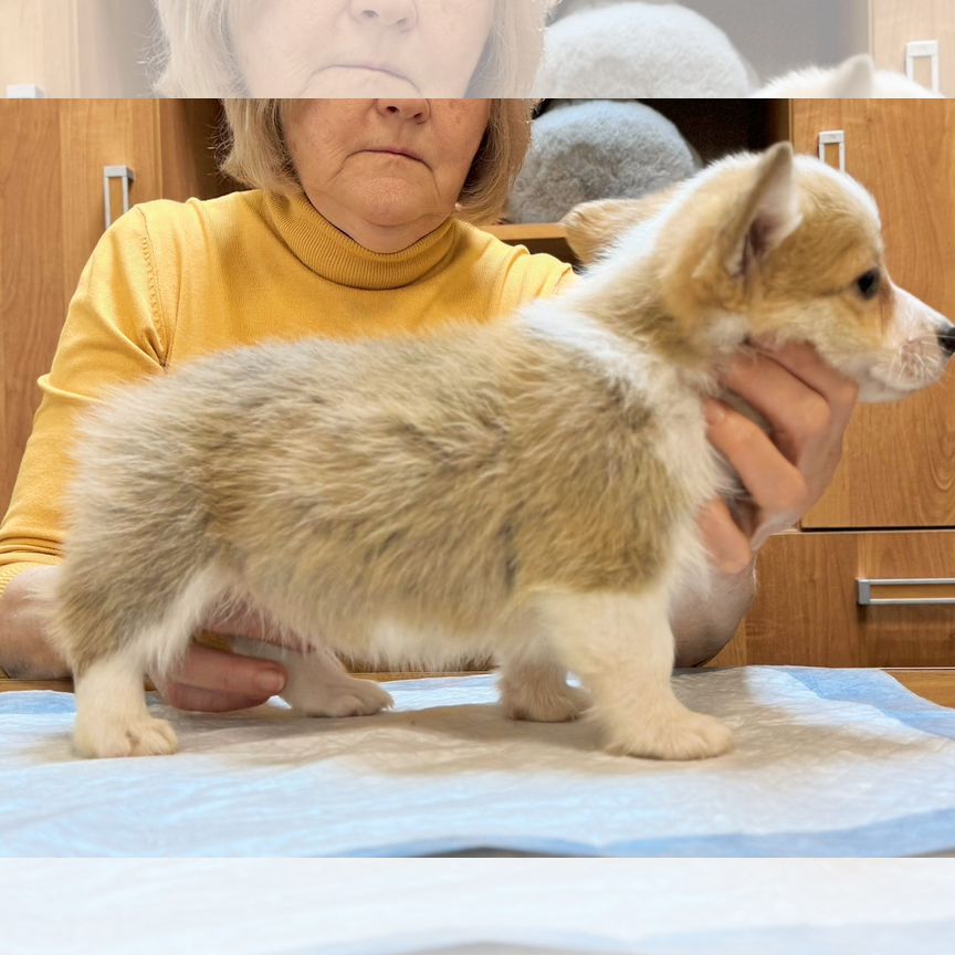Малыш корги