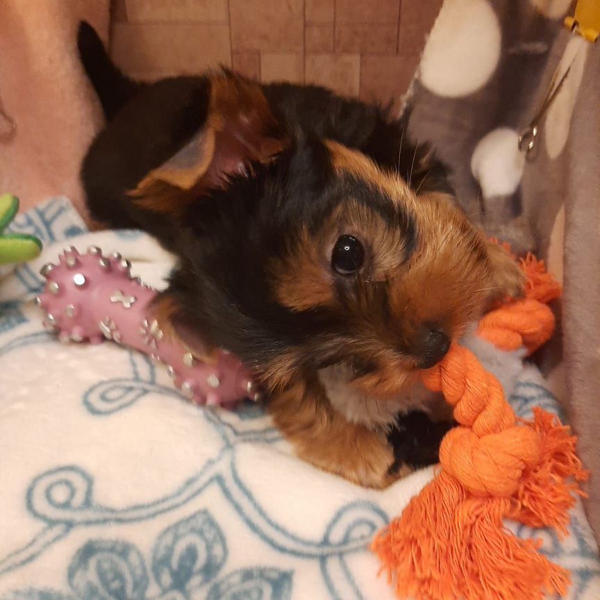 Щенок - мальчик йоркширского терьера РКФ