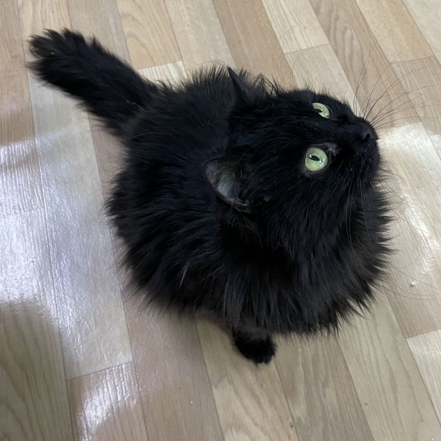 Кошечка Изма ищет свою любящую семью