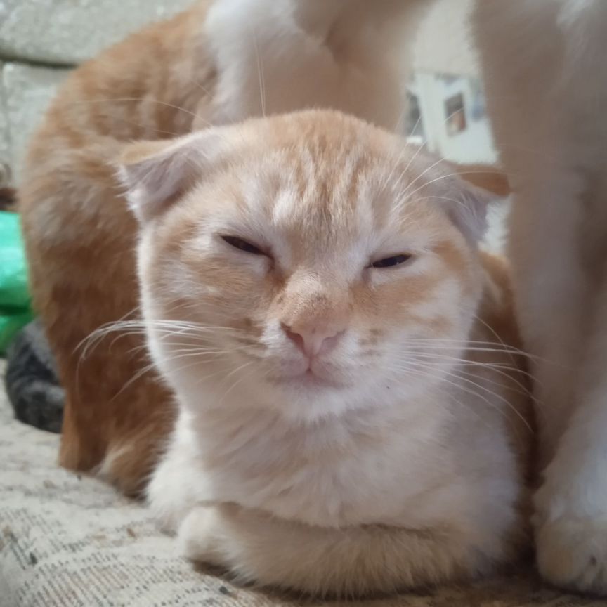 Котята отдам бесплатно