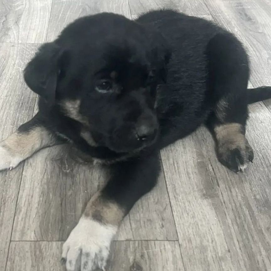 Басенджи, щенок