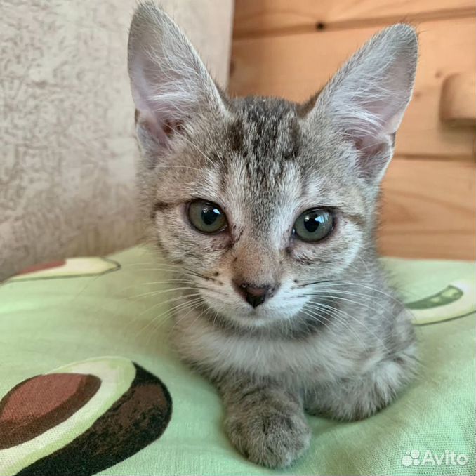 Котенок, приносящий удачу
