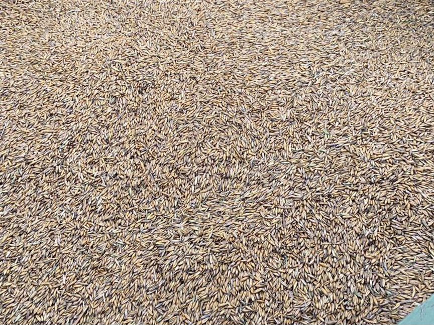 Овес 2023 года