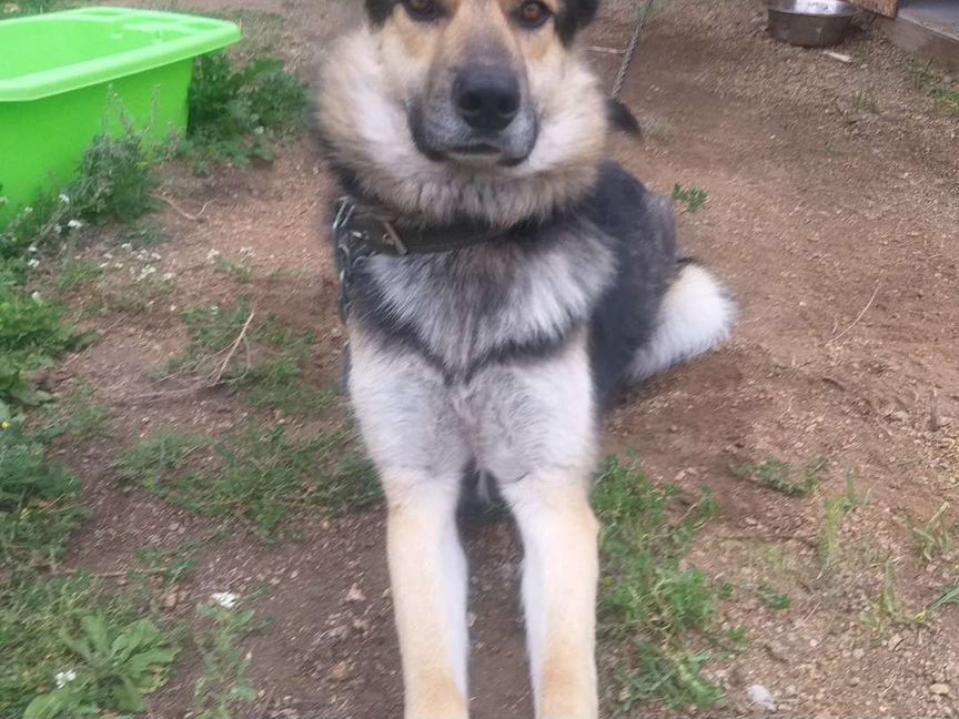 Собака в добрые руки отдам бесплатно