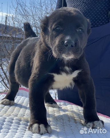 Сао, алабай, кобель 1,5 месяца