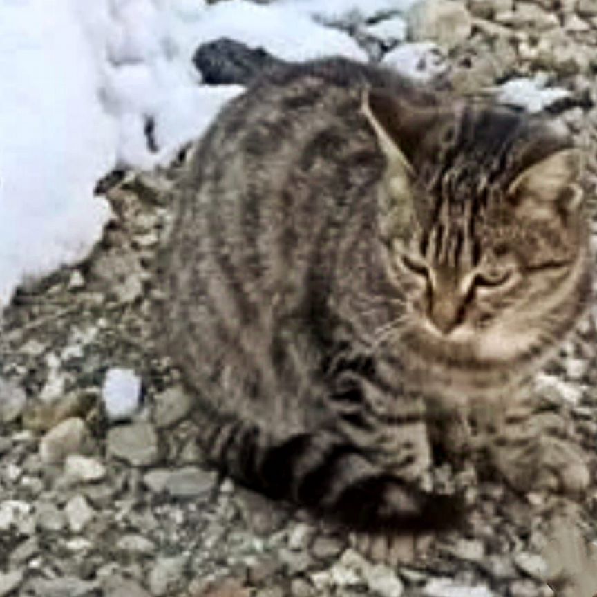 Кот замерзает на морозе, приютите пожалуйста