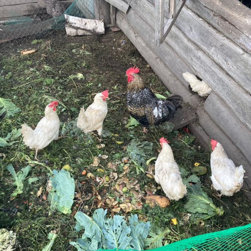 Куры несушки