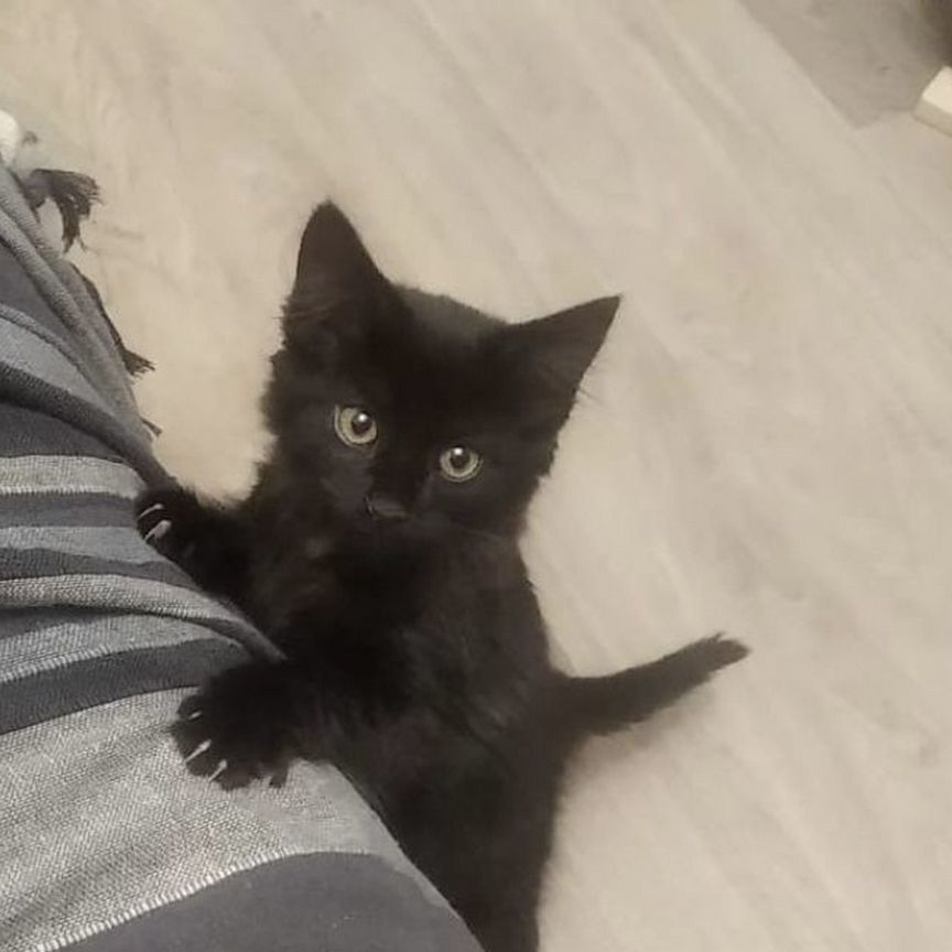 Черный котенок в добрые руки