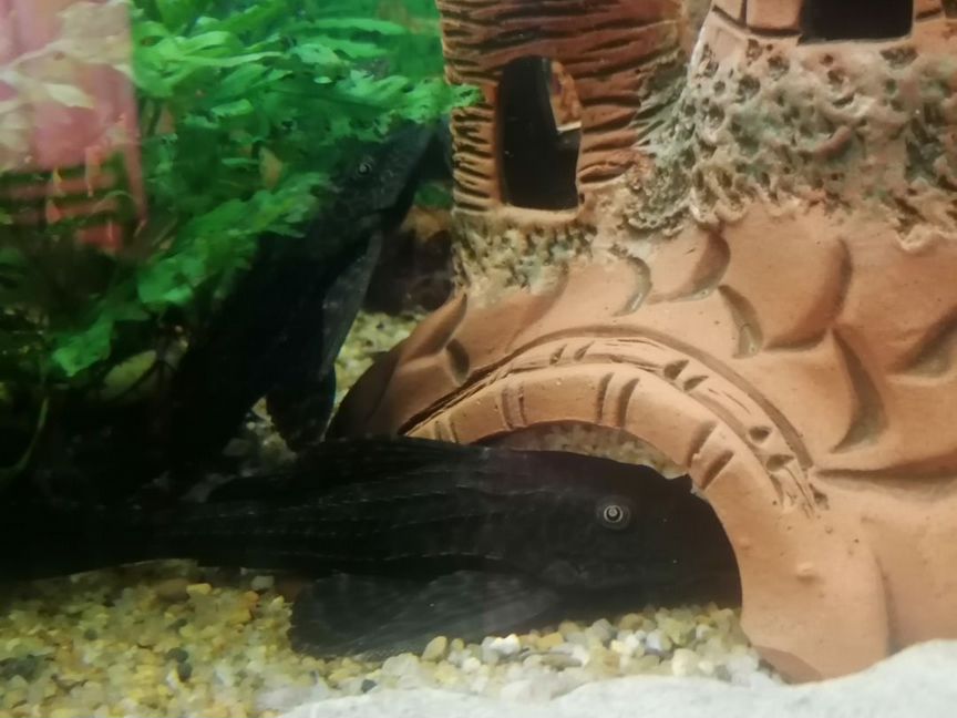 Парчовый сом (птеригоплихт)