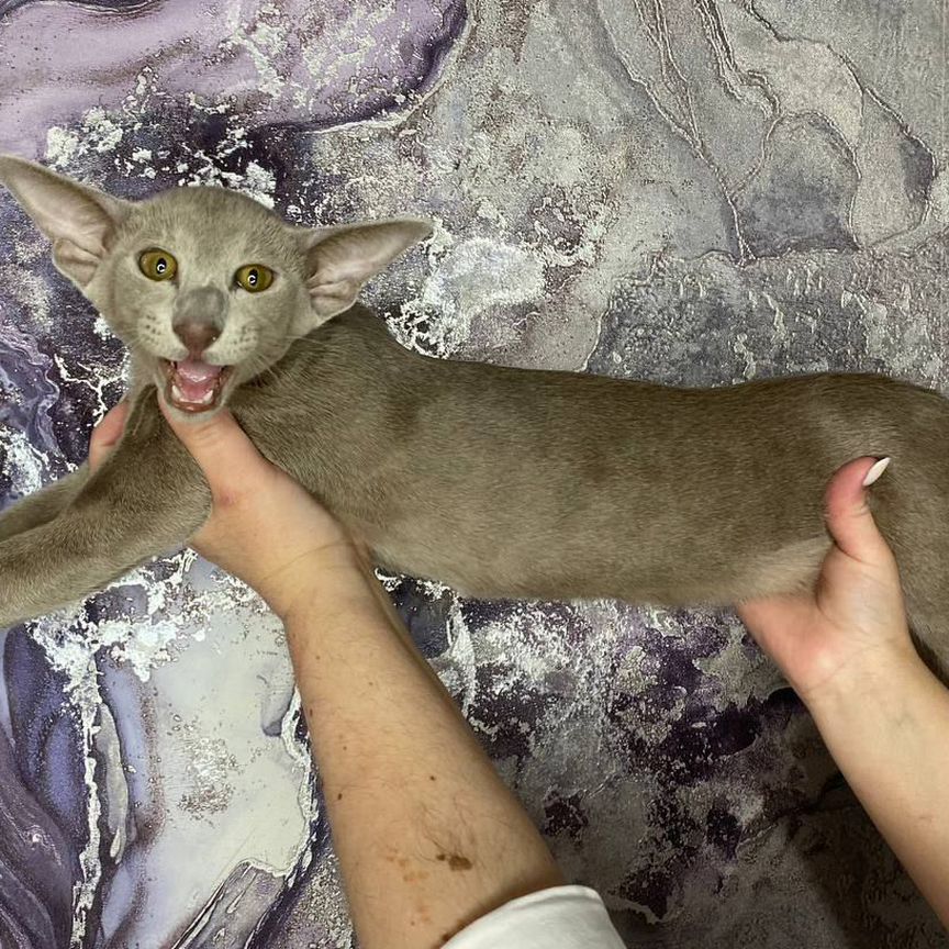 Ориентальный котёнок девочка