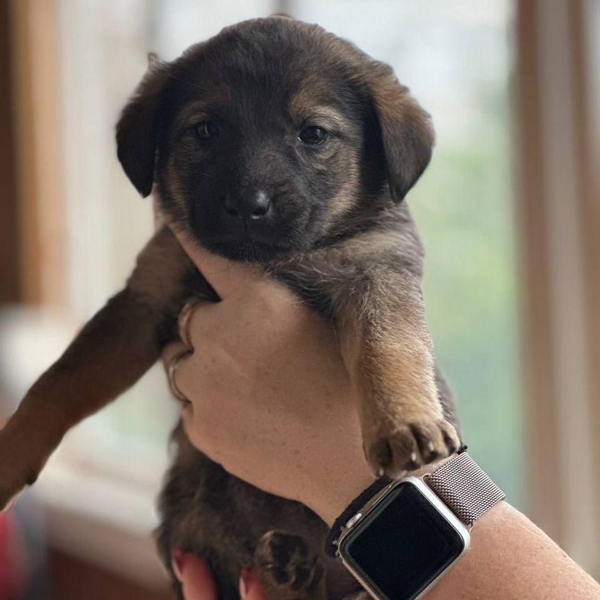 Малышня ищет дом