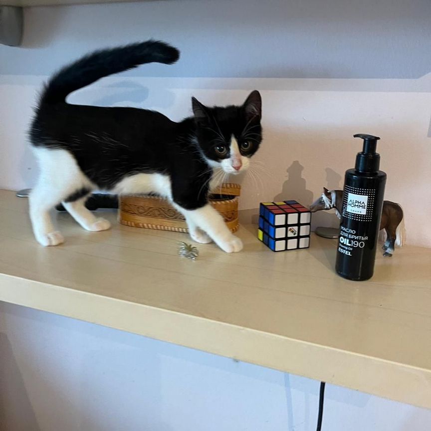 Котёнок 2.5 месяца