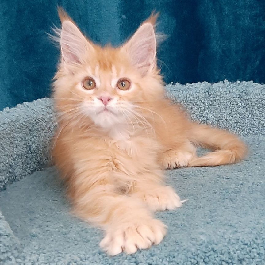 Мейн-кун котёнок