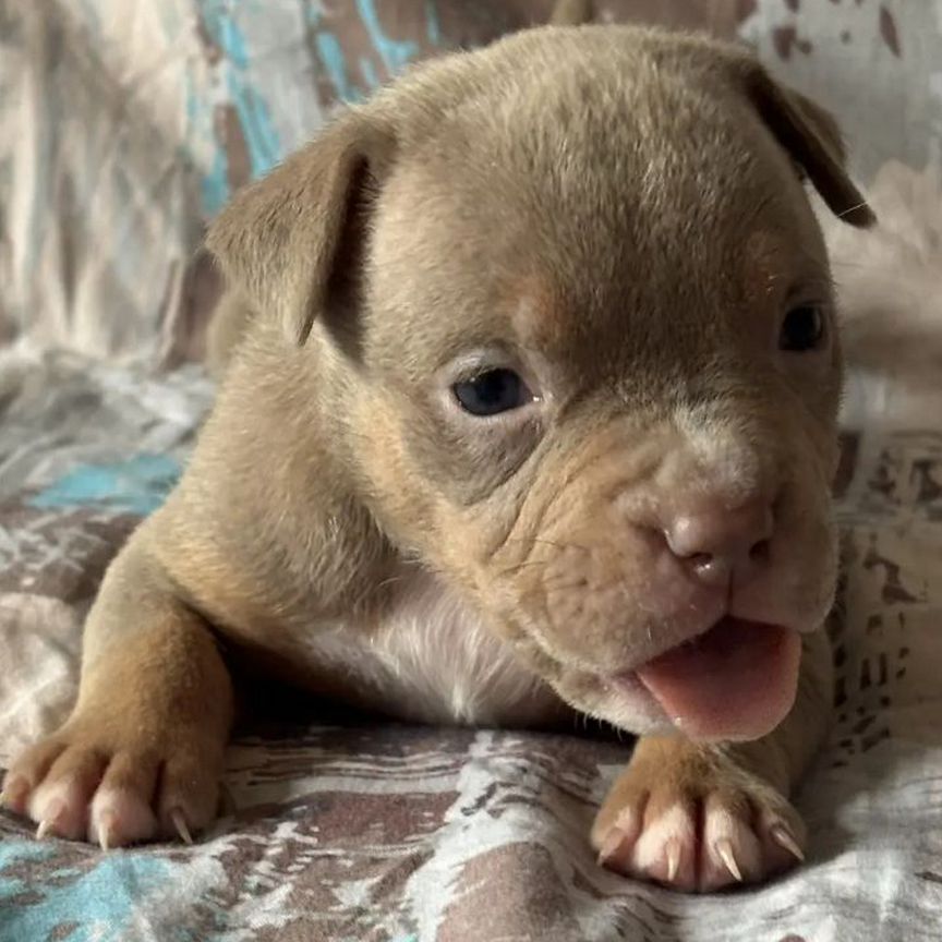 Американский булли, щенок