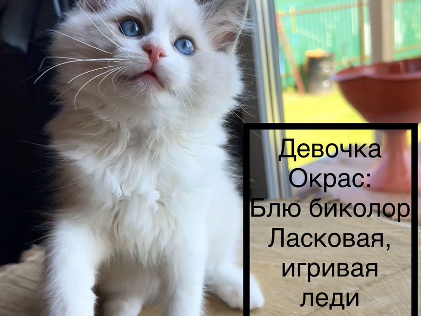 Котята рэгдолл с документами