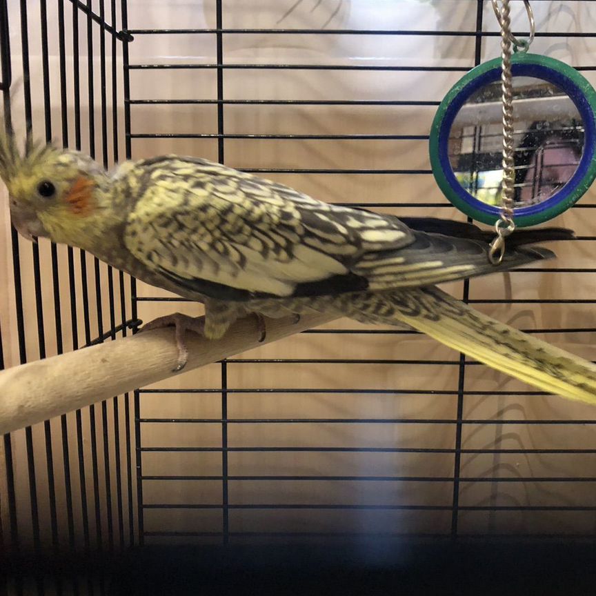 Молодой птенец кореллы