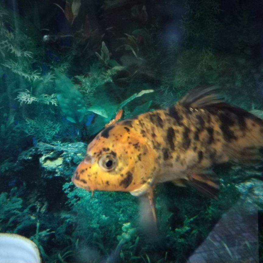 Карп кои для пруда