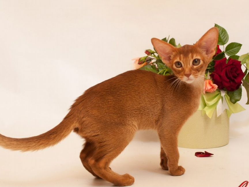 Абиссинские котята американского типа