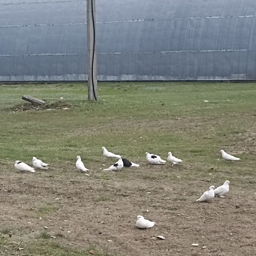 Голуби птицы