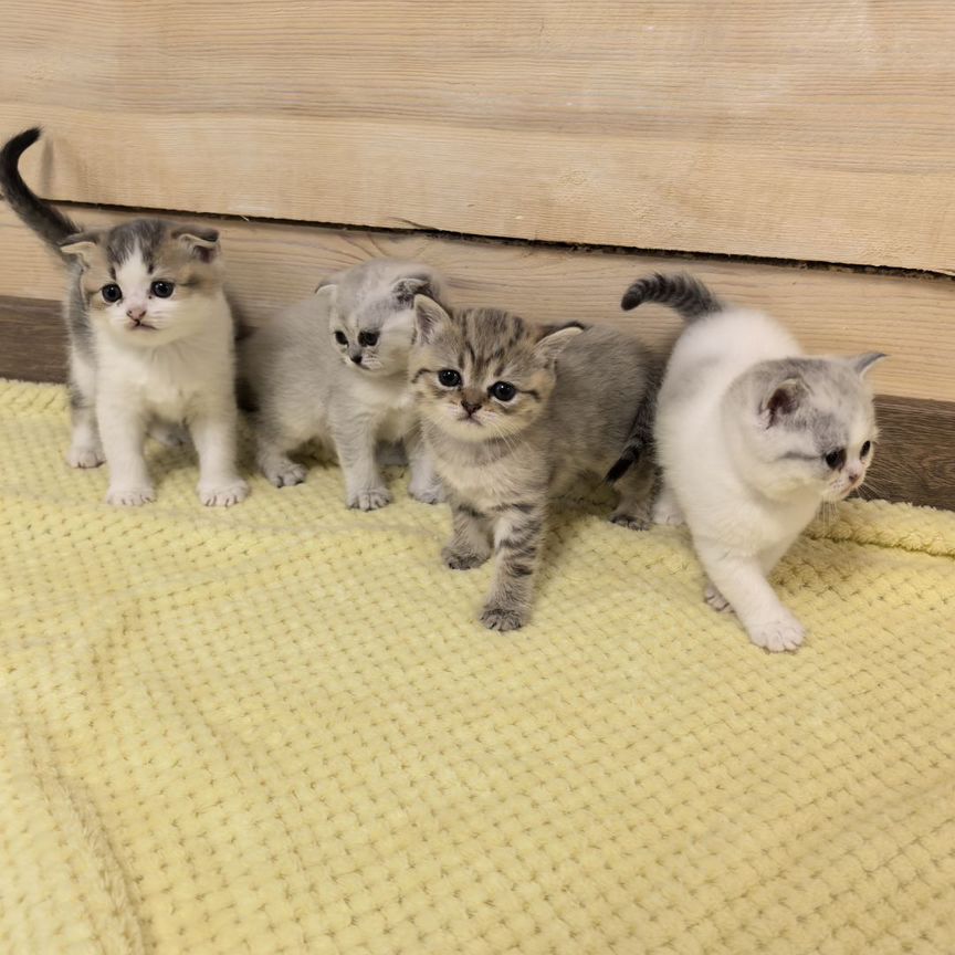Шотландские котята