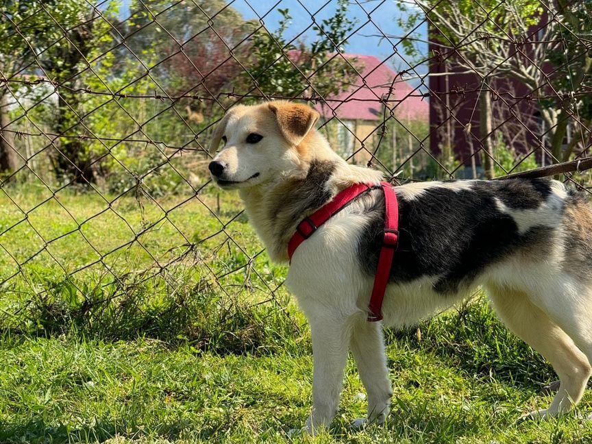 Собака в добрые руки