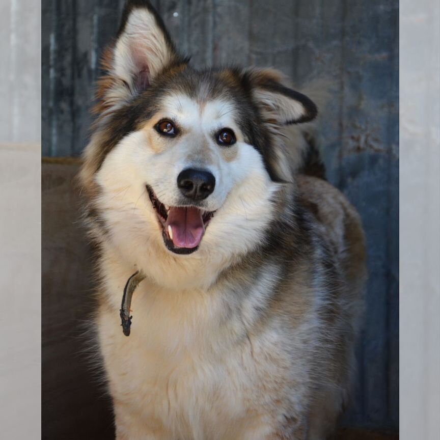 Собака в добрые руки бесплатно