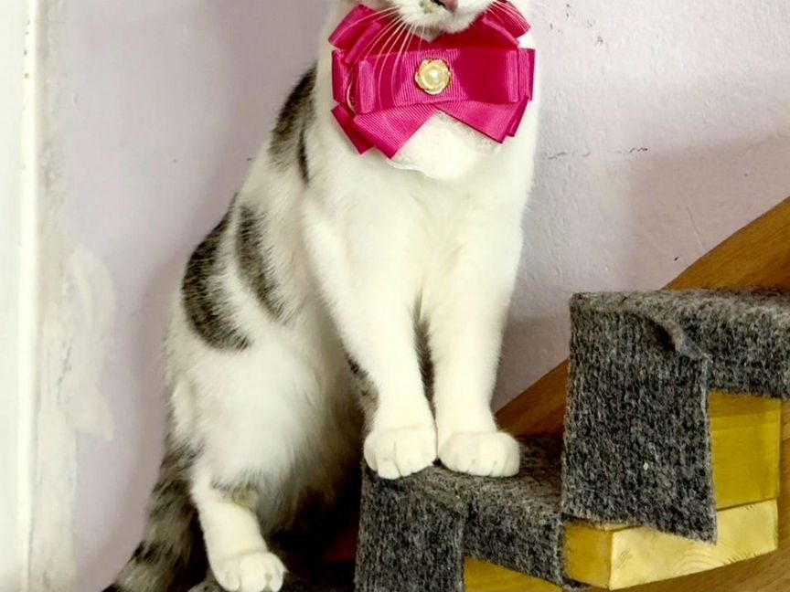 Кошка в чепчике