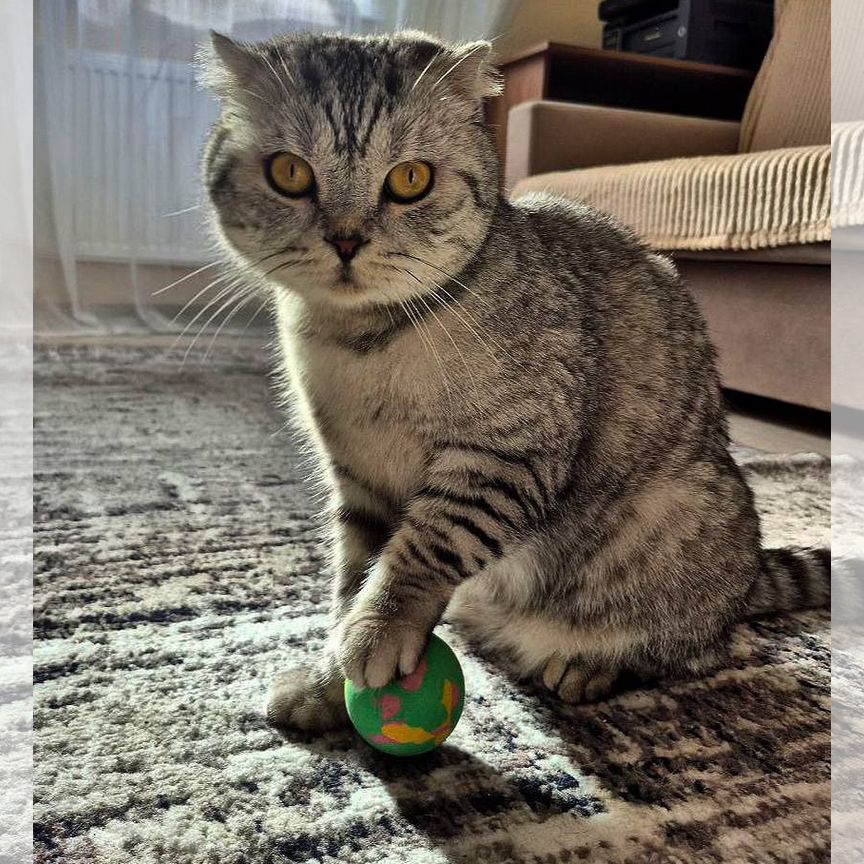 Шотландский вислоухий длинношёрстный, взрослый кот