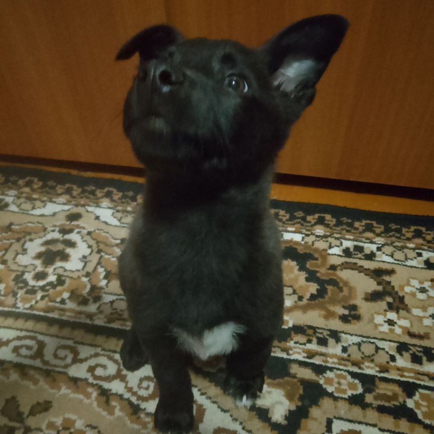 Щенок в добрые руки