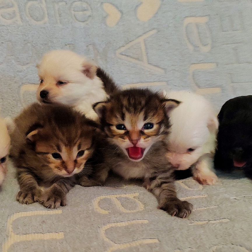 Котята мейкун