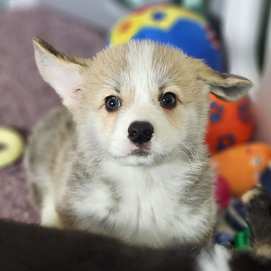 Вельш-корги пемброк мальчик