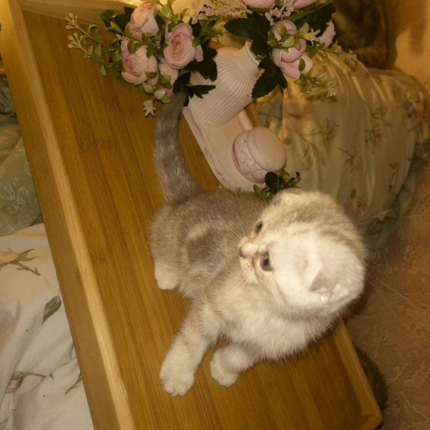 Шотландская шиншилла