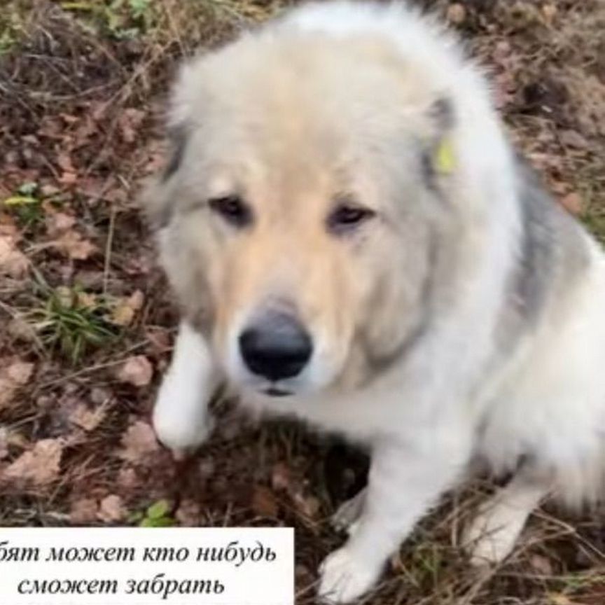 Щенок в добрые руки