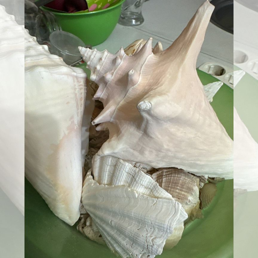 Ракушки натуральные без покрытия